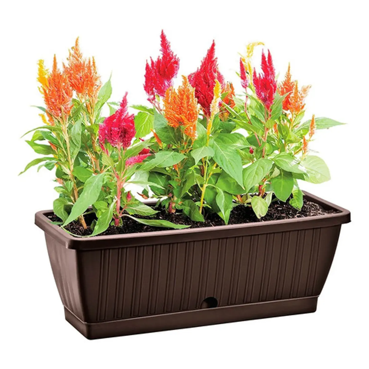 Matera Rectangular Wengue Con Plato De 50 Cm