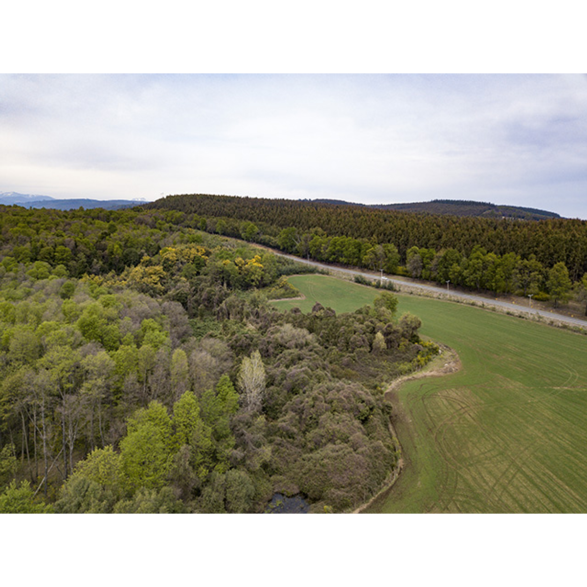 Octava región bosques y naturaleza6