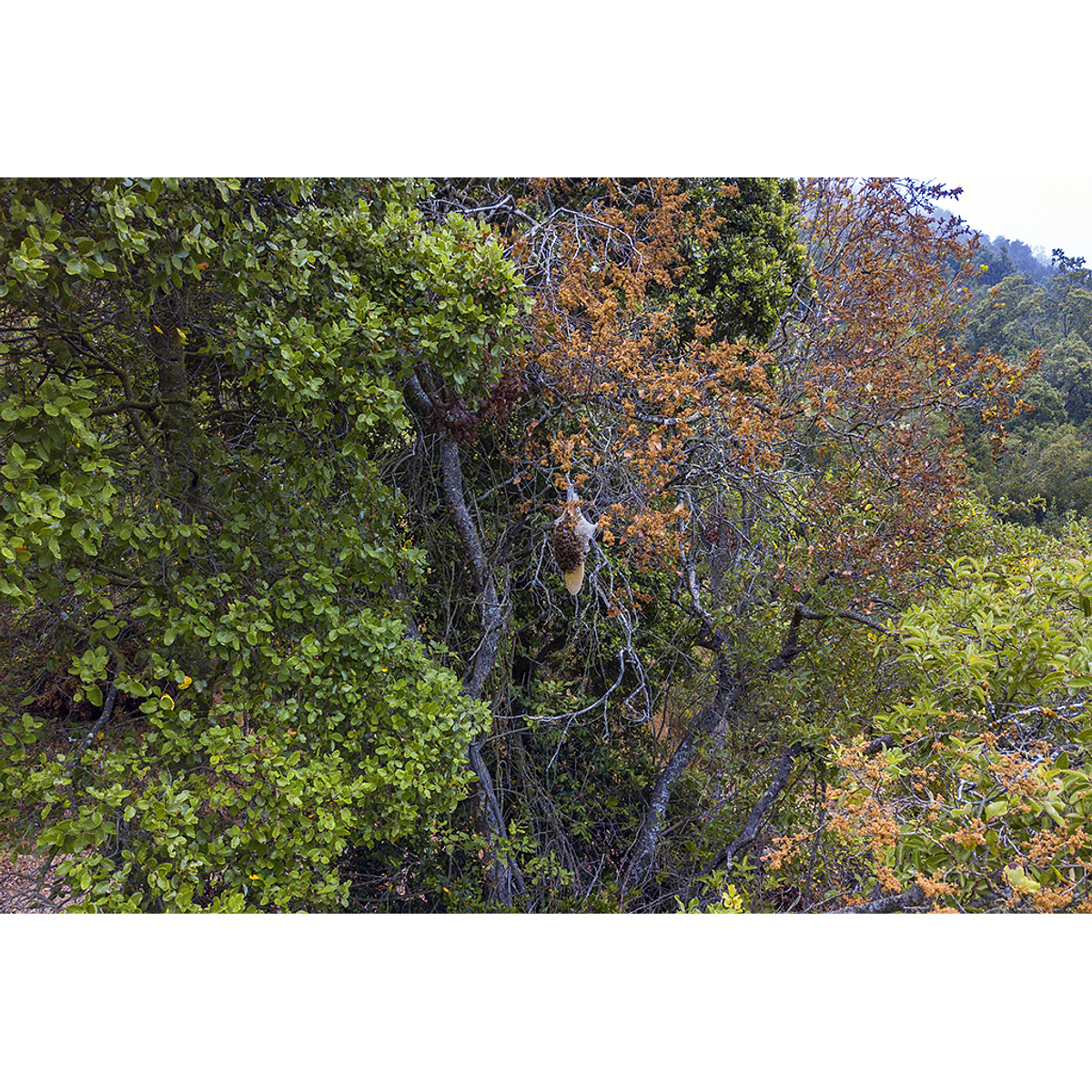 Colmena natural de abejas mieleras en bosque nativo en Ch...