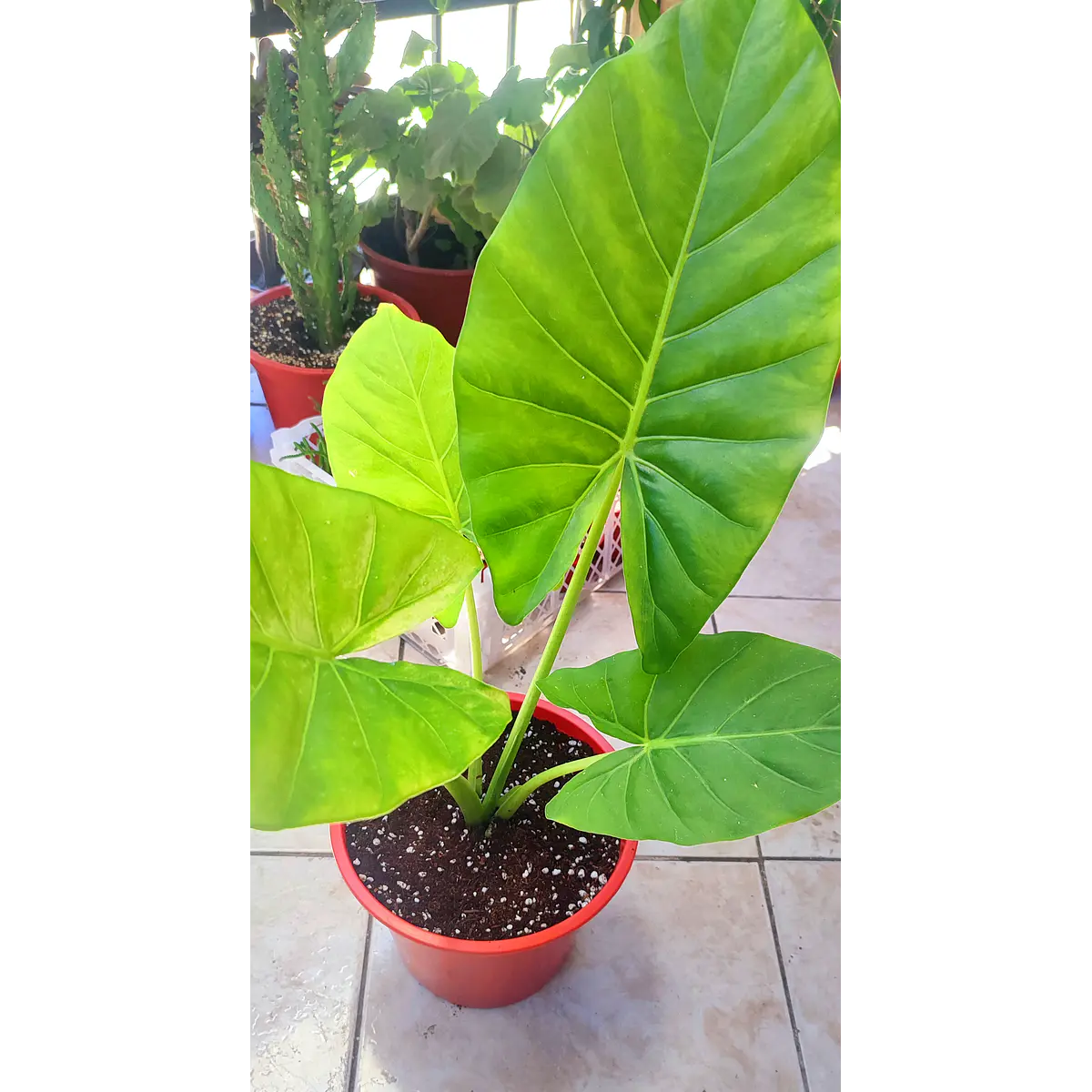 Manto de Eva / Oreja de elefante / Alocasia macrorrhiza