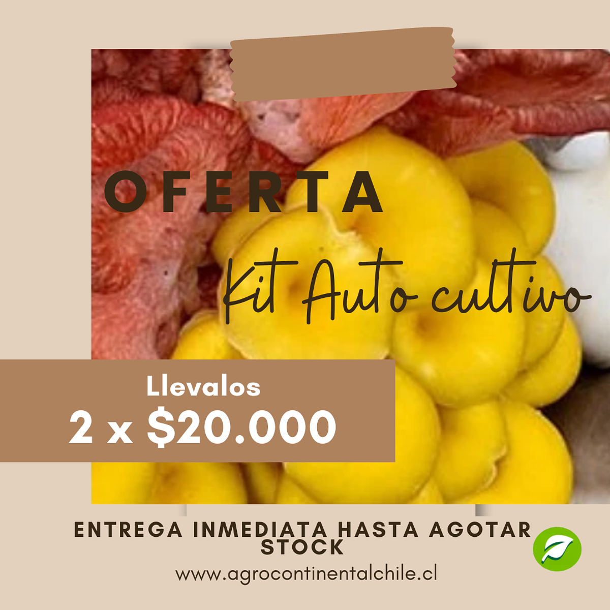 Promoción Kit de Autocultivo Ostras Amarillo 2x