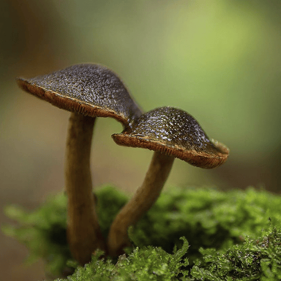 Guía de Campo Hongos de Chile Volumen II | Andes Photo