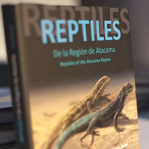 Reptiles de la Región de Atacama | Andes Photo