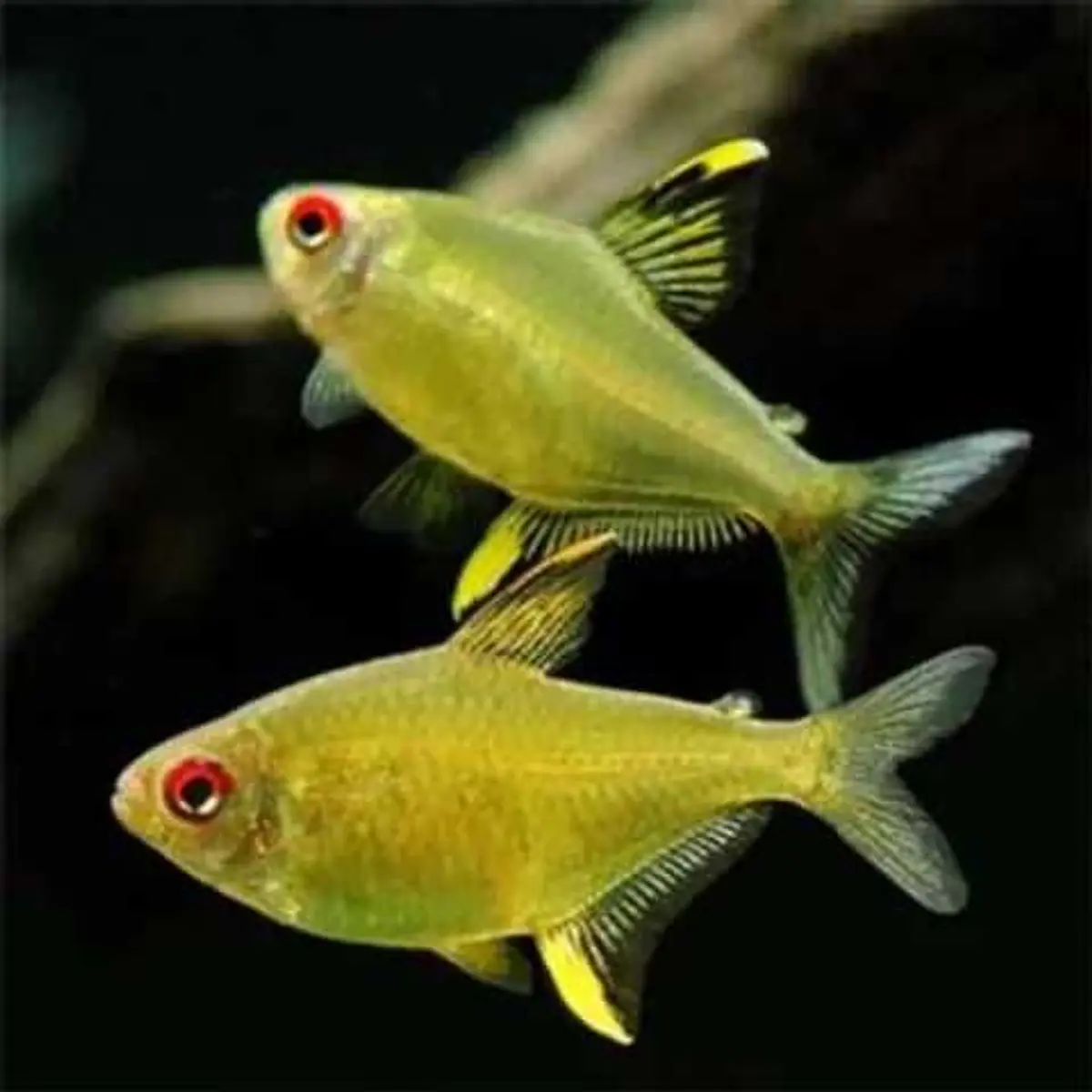 Tetra Limão - (Hyphessobrycon Pulchripinnis)