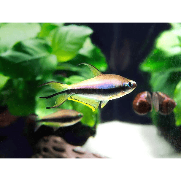 Tetra Imperador (Nematobrycon palmeri)