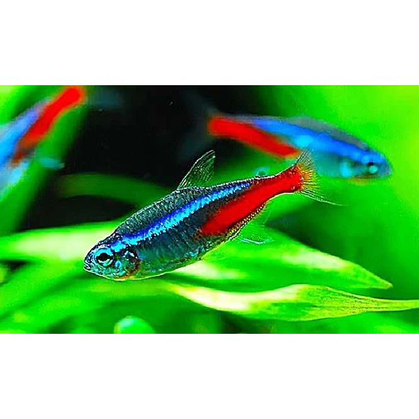 Tetra Neon (Paracheirodon Innesi)