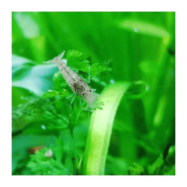 Caridina typus - Camarão Amano Australiano