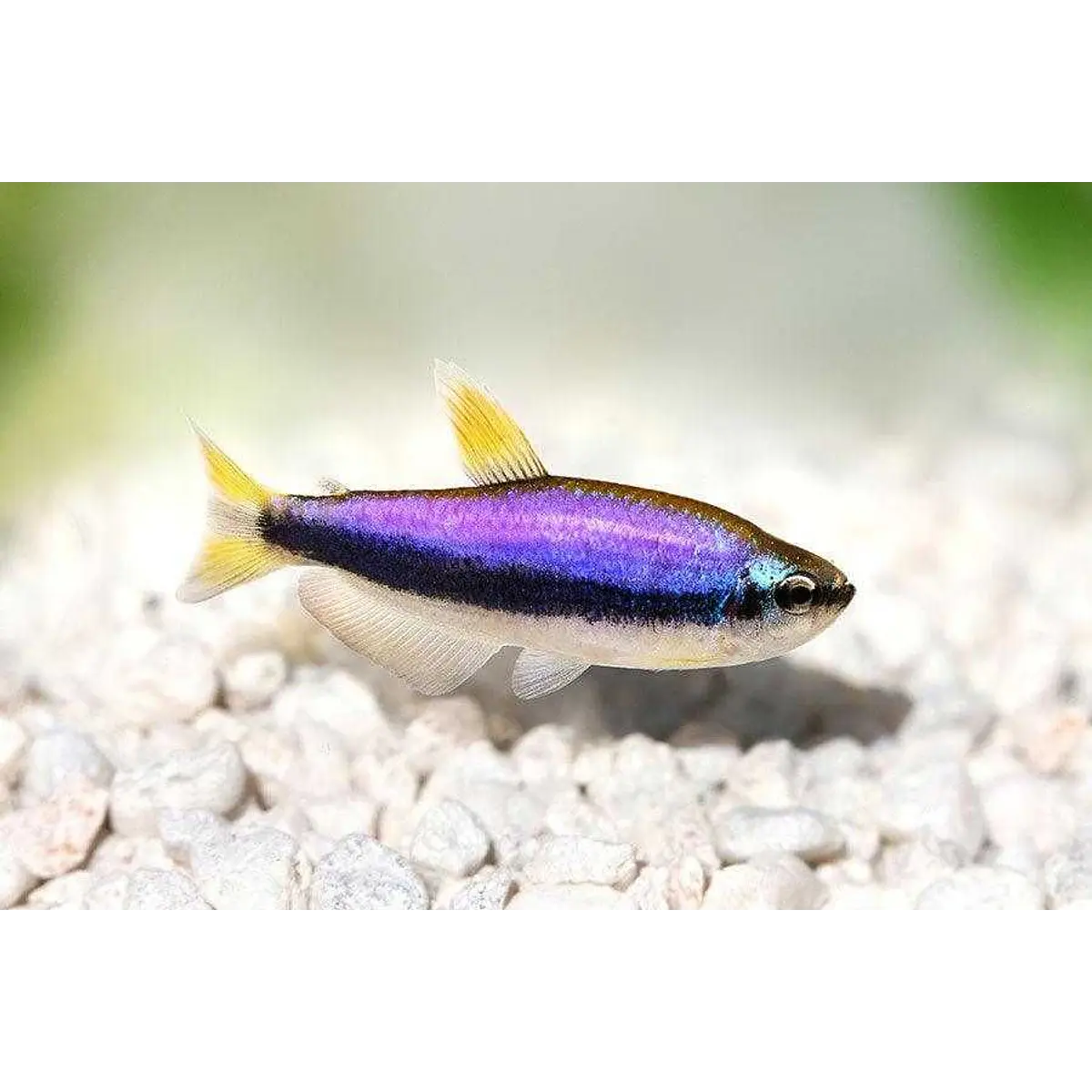 Tetra Imperador Azul