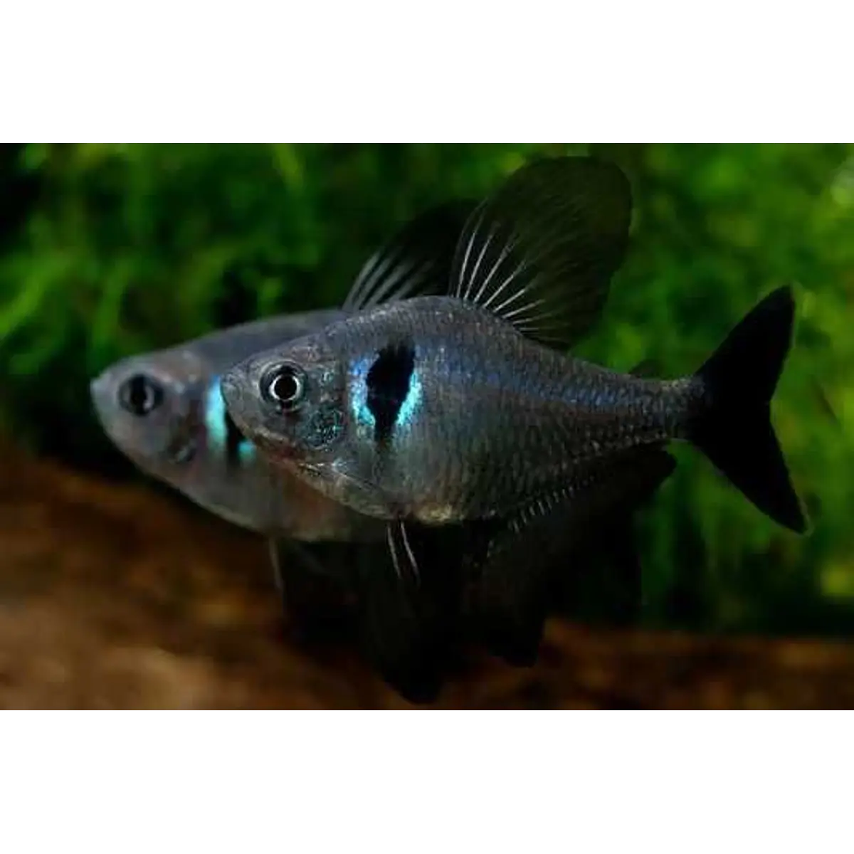 Tetra Fantasma Negro