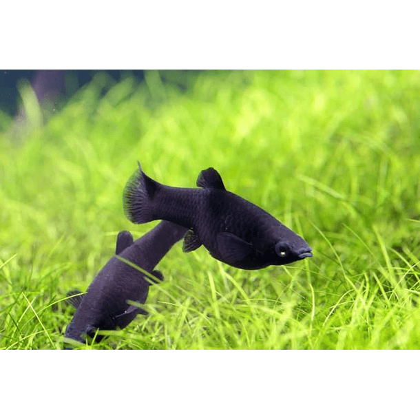 Molly Negra - Poecilia sphenops “Black Molly”