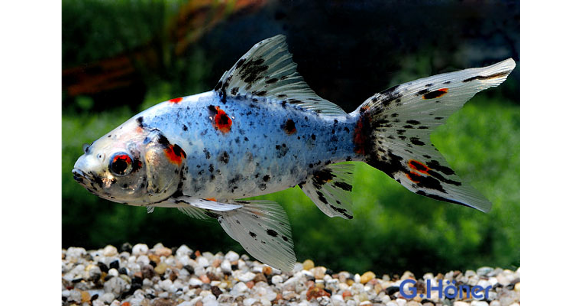 Shubunkin Azul Véu 5/6cm (Carassius auratus)