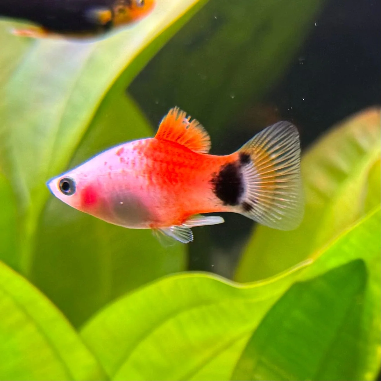 Platy Mickey Mouse Apple