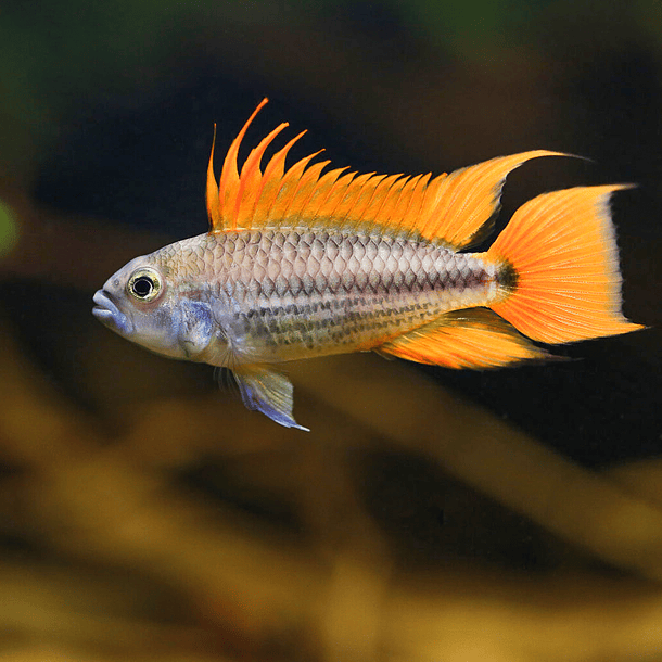 Apistogramma Cacatuoides Laranja