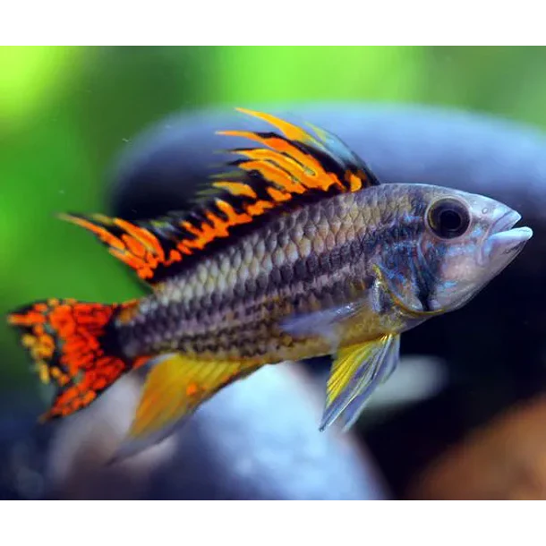 Apistogramma Cacatuoides Double Red