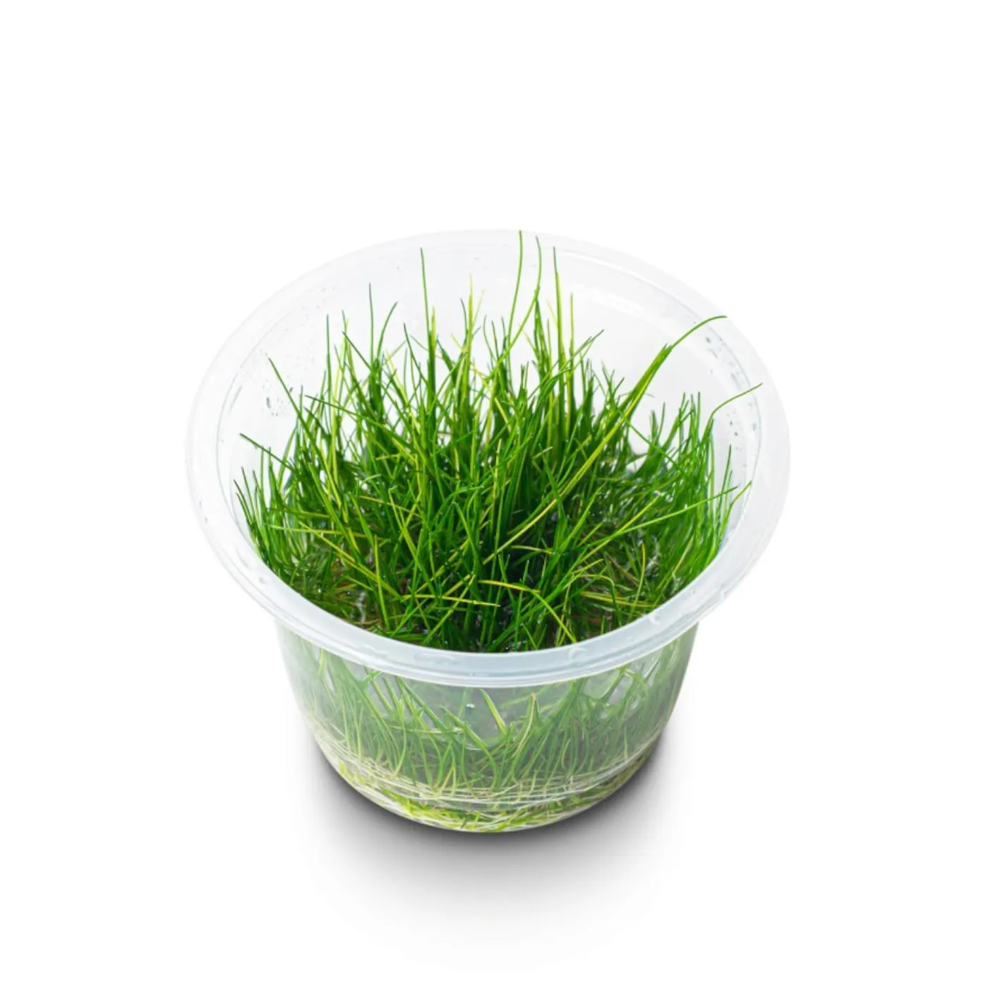 Eleocharis Parvula (Anteriormente: E. acicularis) - BSP_PLAN