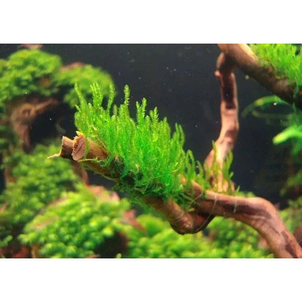 Flame Musgo (Taxiphyllum sp.) - BSP_PLANTS
