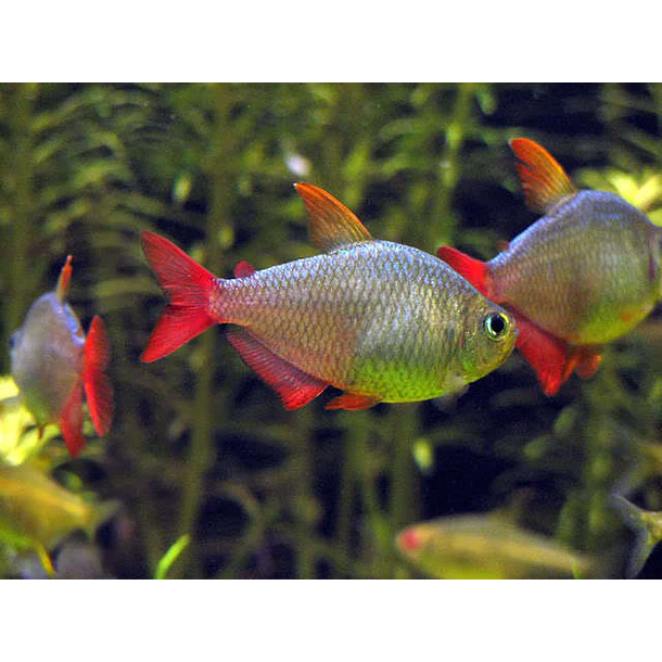 Tetra Colombiano (Hyphessobrycon columbianus)