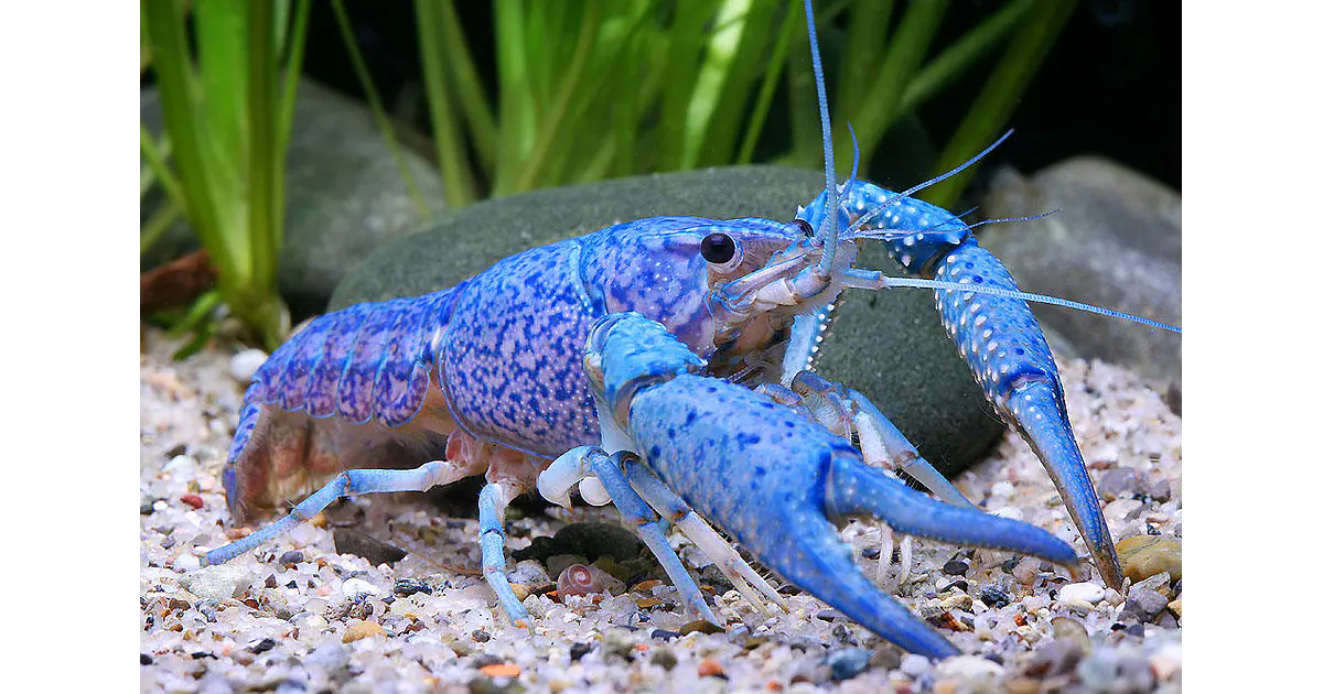 Procambarus alleni Eletric Blue