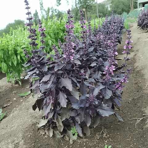 Semillas Albahaca Morada