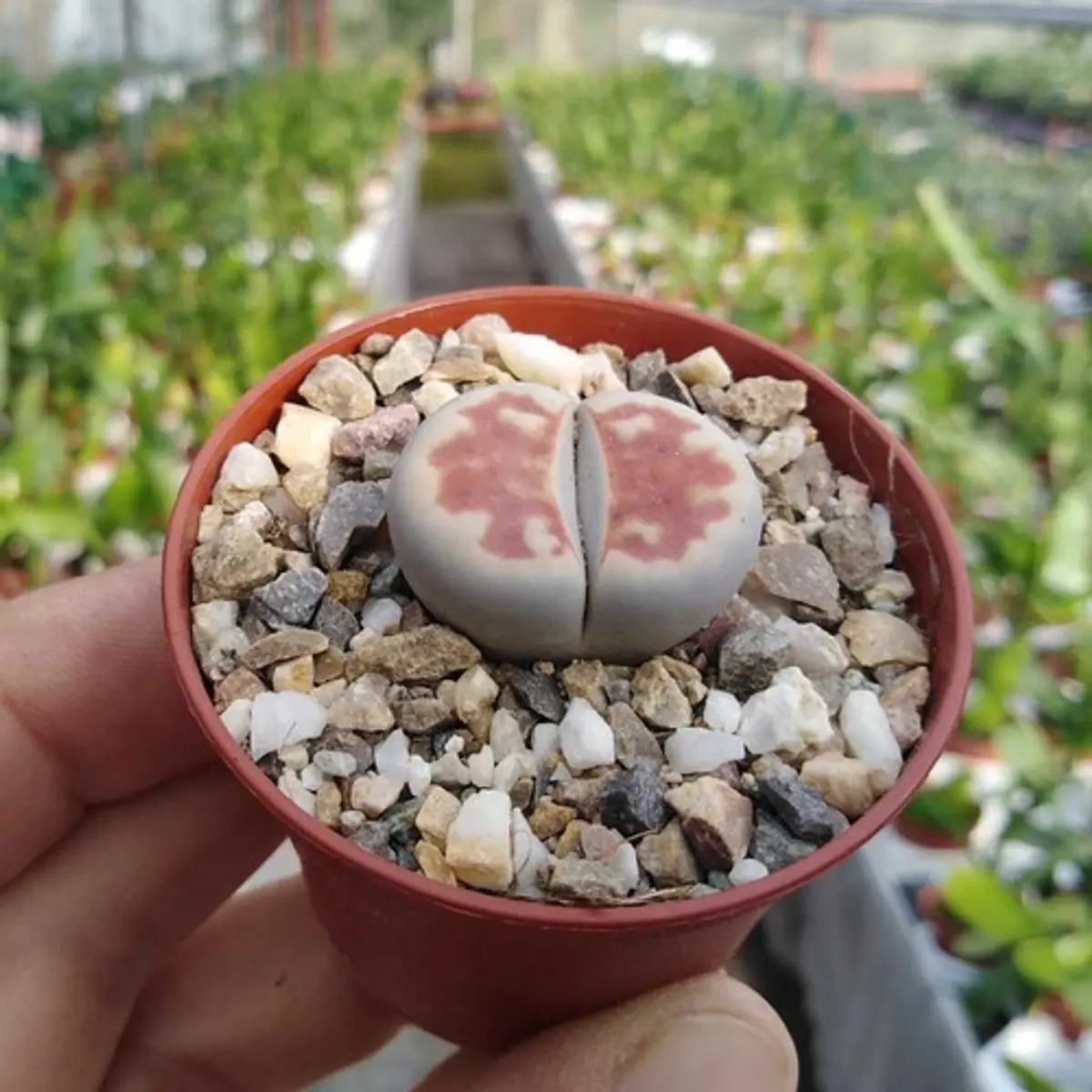 Semillas Cactus -lithops Karasmontana Red Top