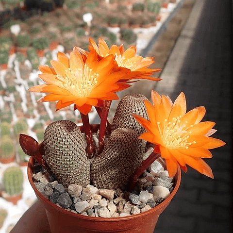 Semillas Cactus - Rebutia Mix