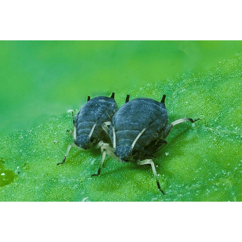 Foliar Insecticide 500cc