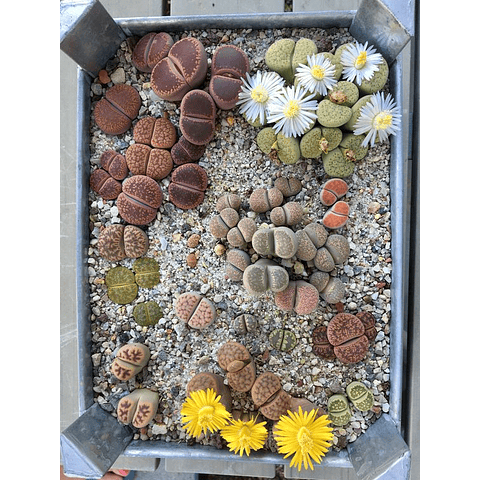 semillas Lithops Mix