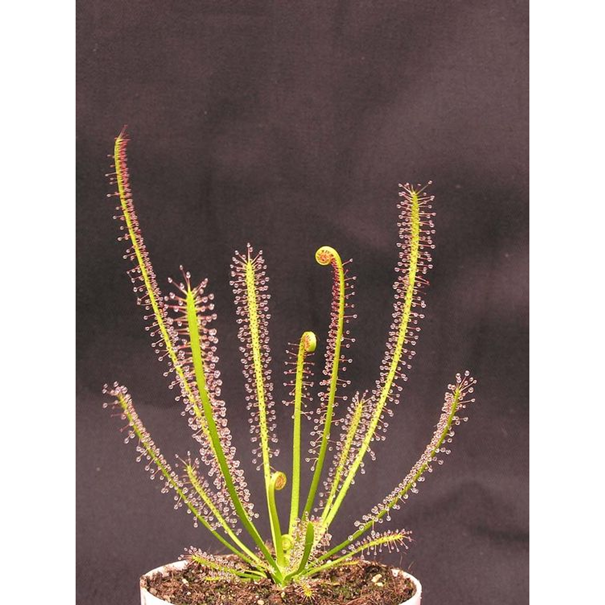 Drosera Capensis seeds
