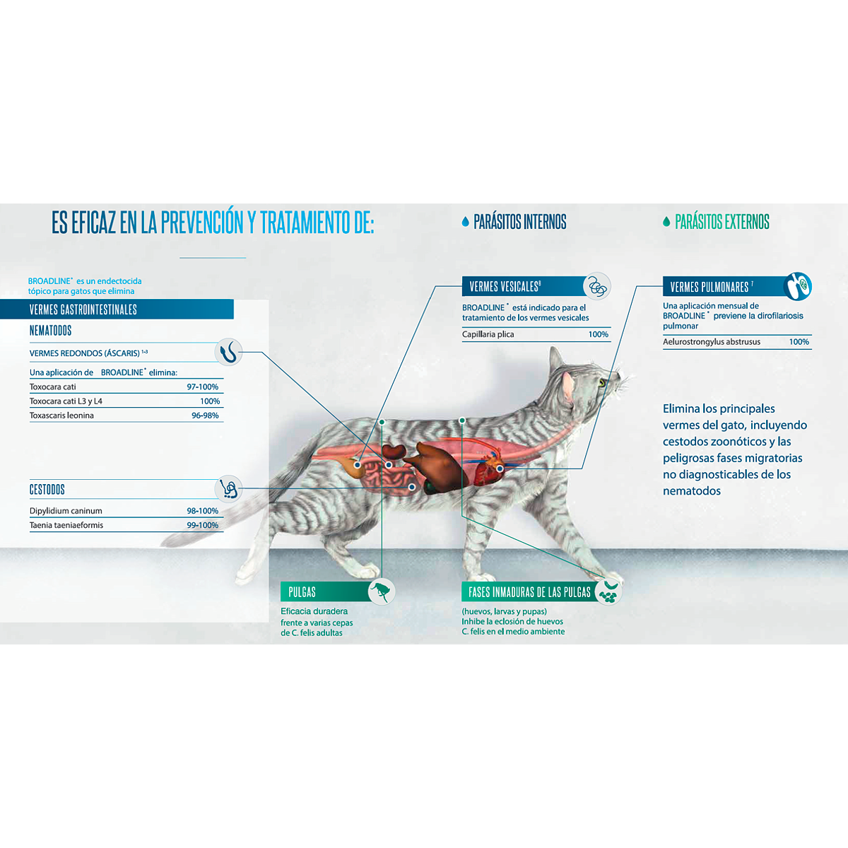 BROADLINE PIPETA GATO 0,3ML - 0,6 - 2,5 KG | Avock Pet