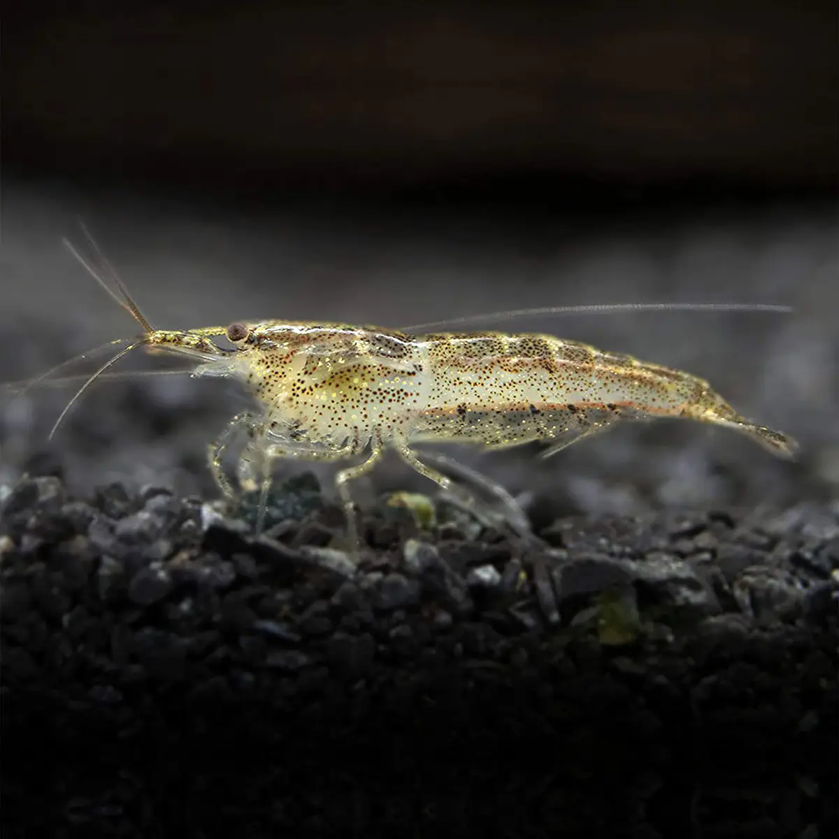 Neocaridina Davidi Wild