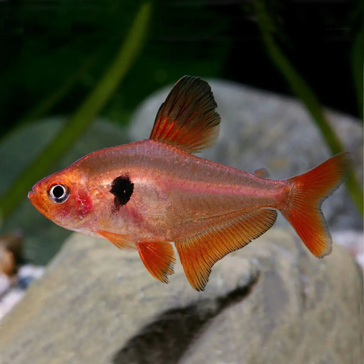 Tetra Fantasma Vermelho (Hyphessobrycon sweglesi)