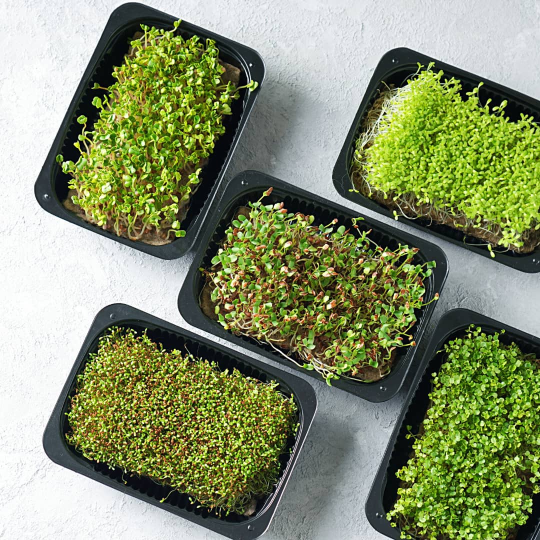 Kit de iniciación para crear brotes, germinados y microg...