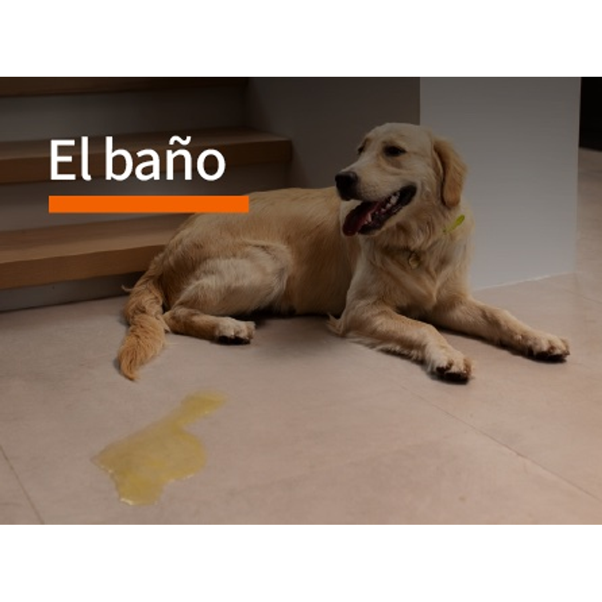 Escuela Online Buen Perro