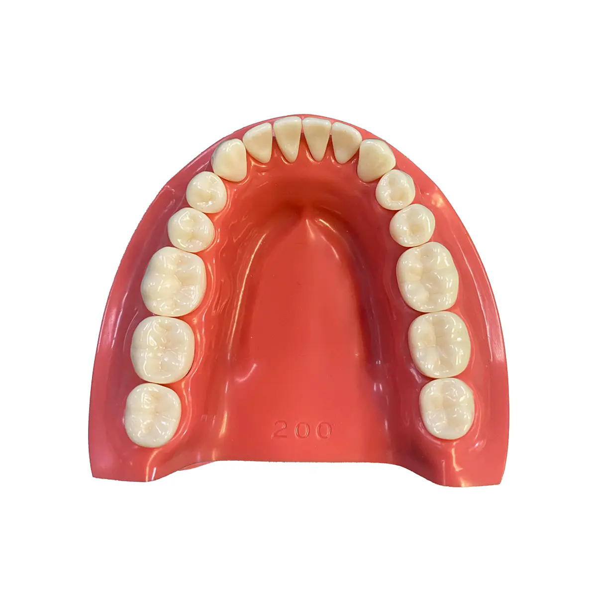 ARCADA INFERIOR (16 DIENTES) ENCIA DURA