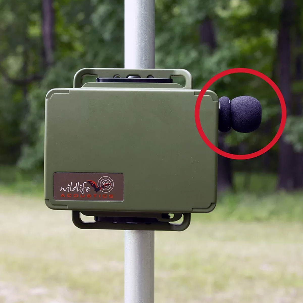 Grabadora Ultrasonido Murciélagos Wildlife Acoustics Mini