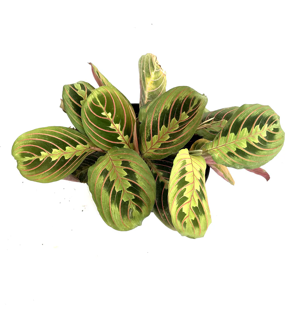 Maranta