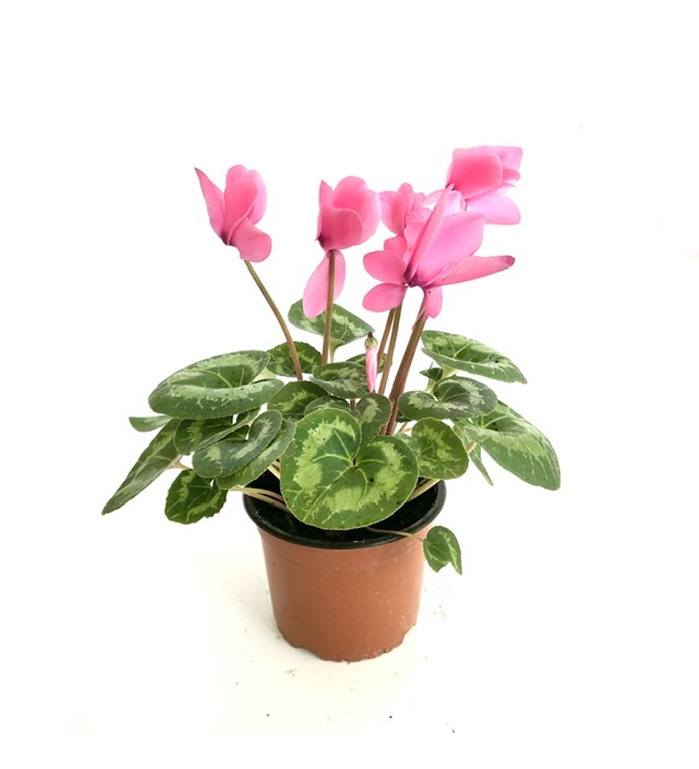 Cyclamen