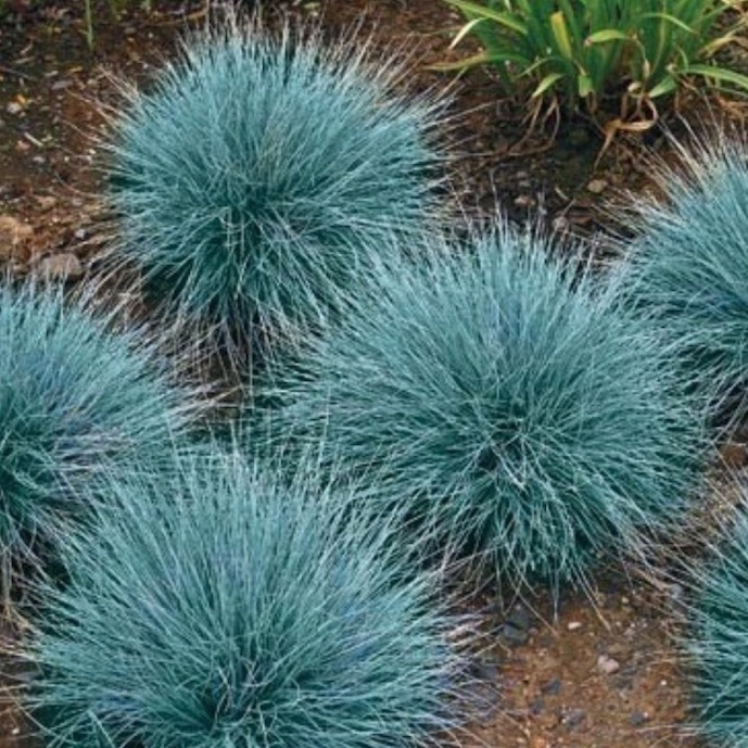 Festuca glauca