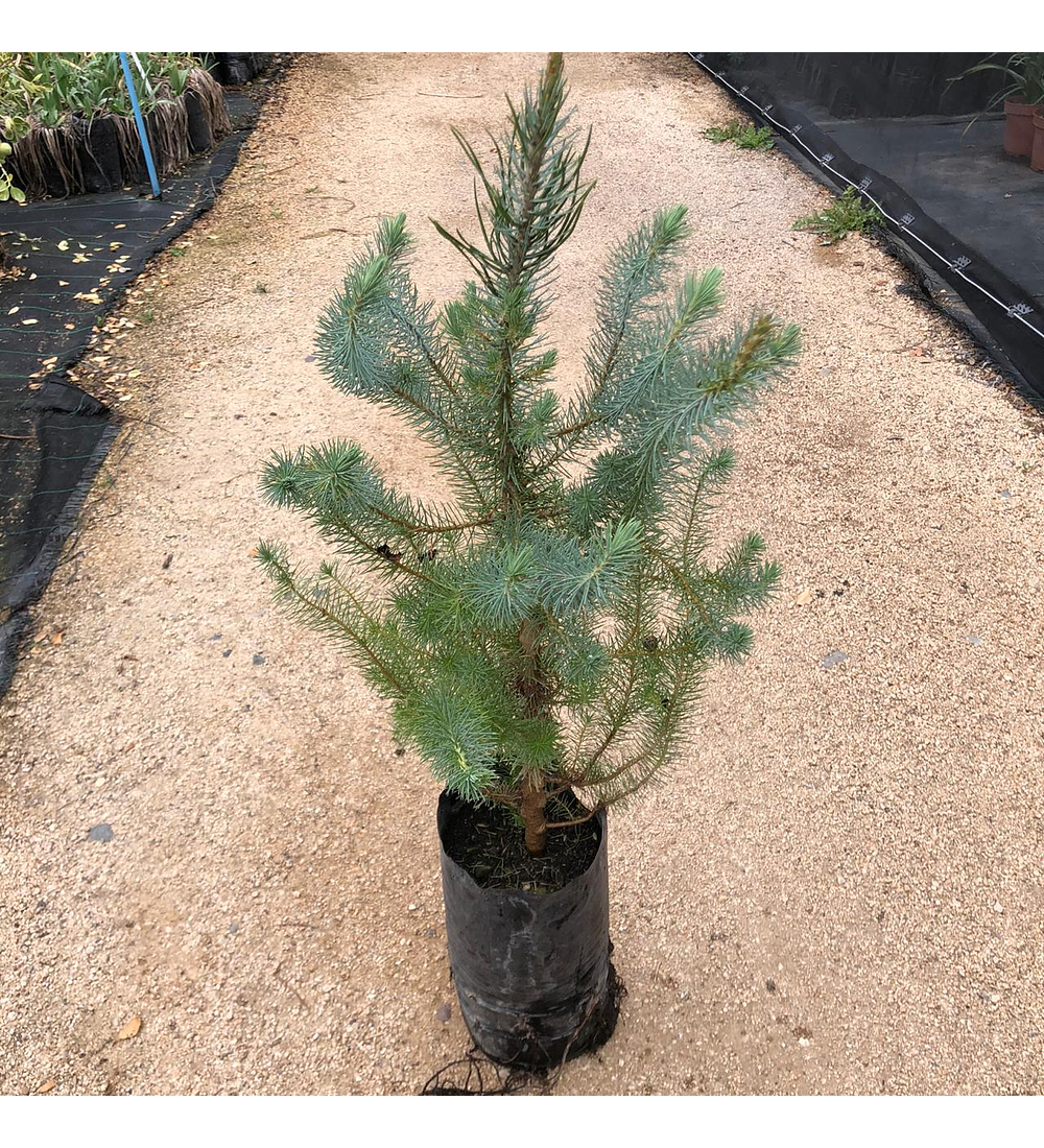 Pinus pinea