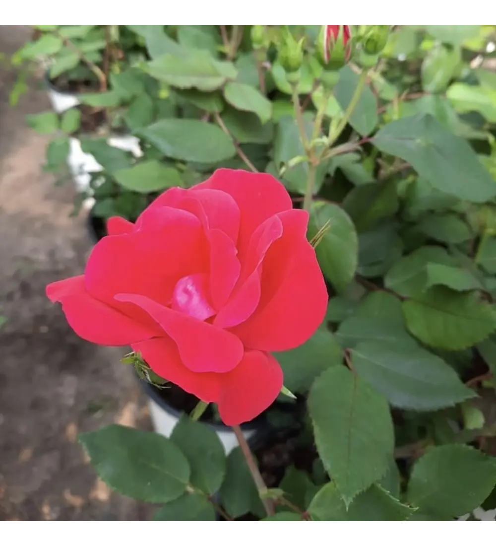 Rosa Red Knock Out