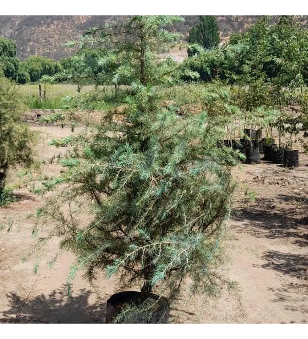 Cedro del líbano