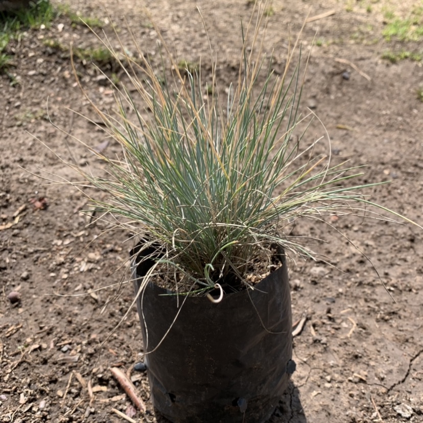 Festuca glauca