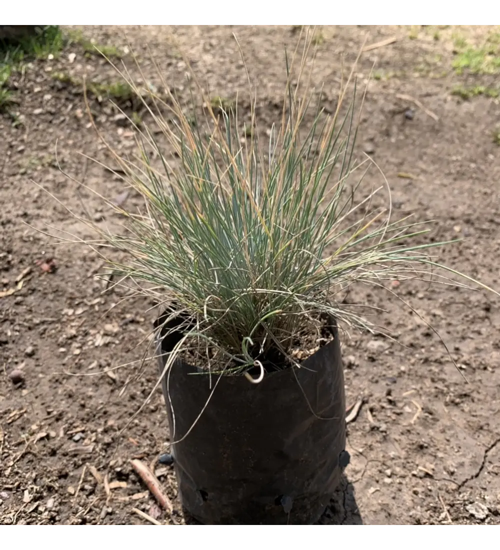 Festuca glauca