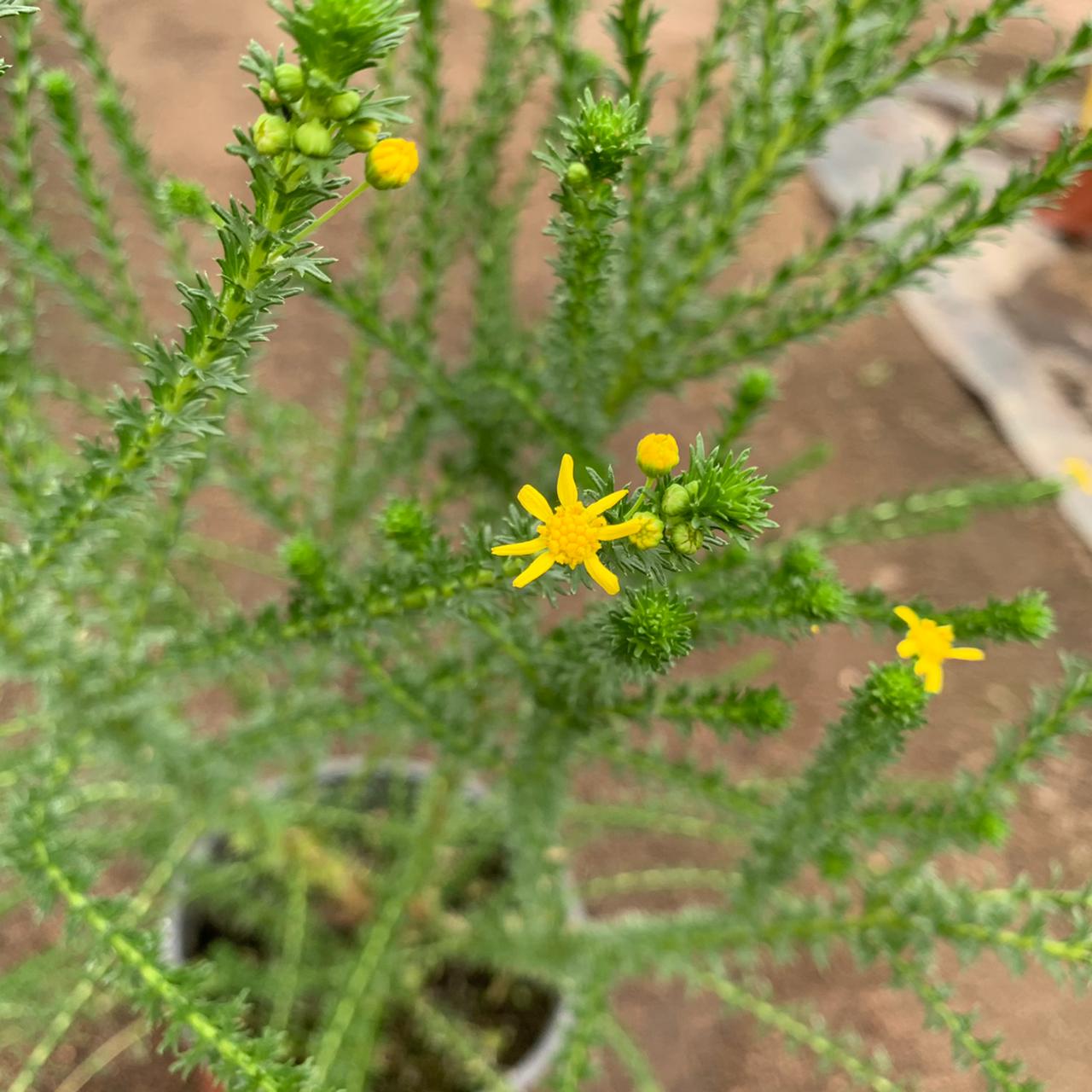 Philica