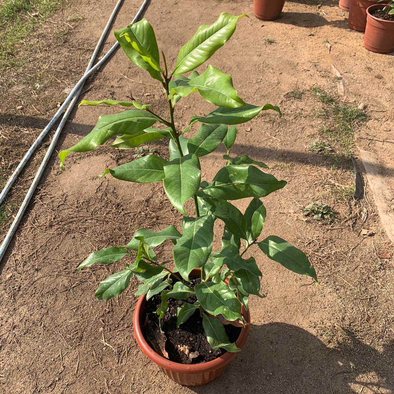 Magnolio grandiflora