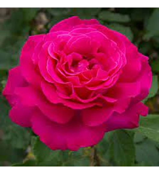 Rosas