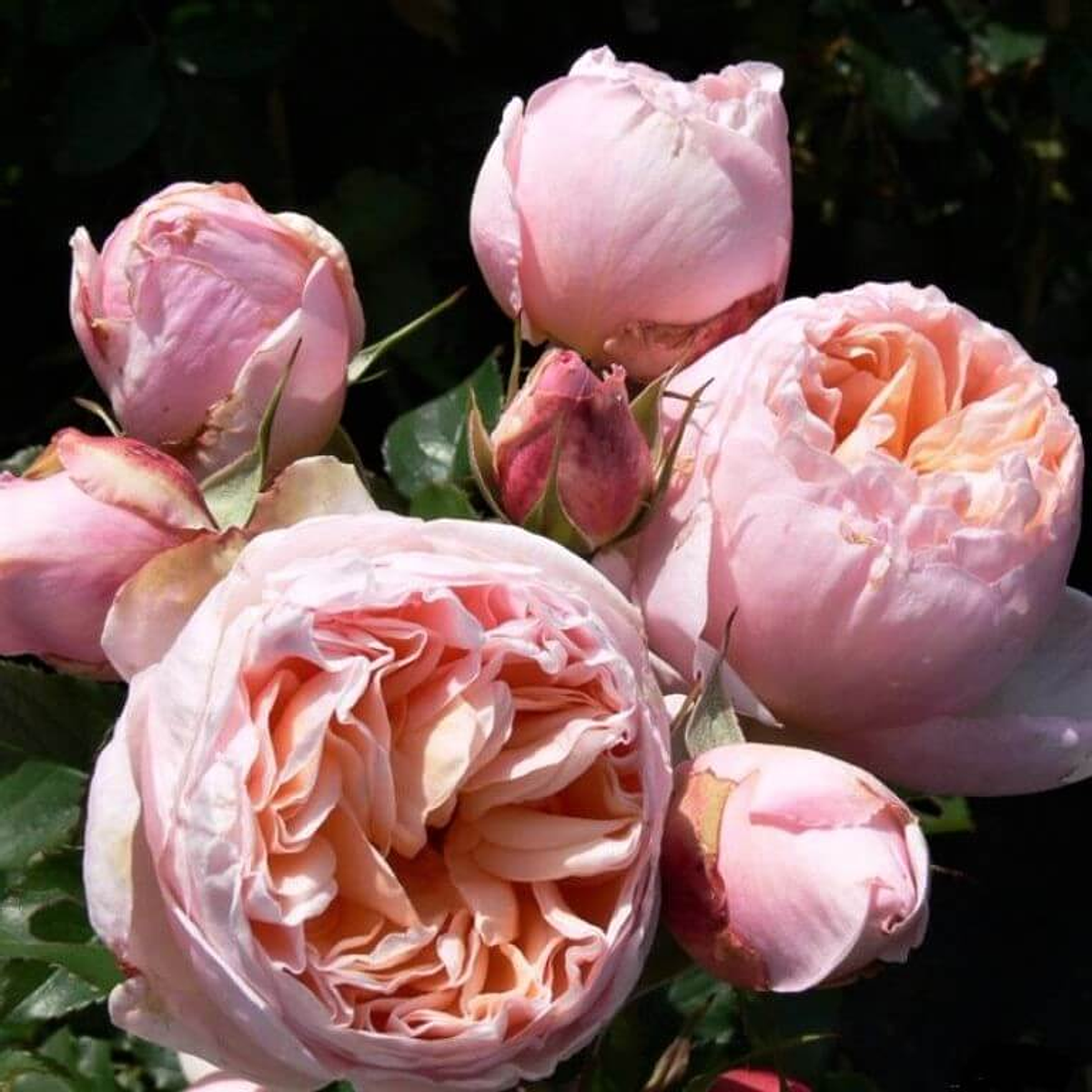 Rosa Belle Romantica