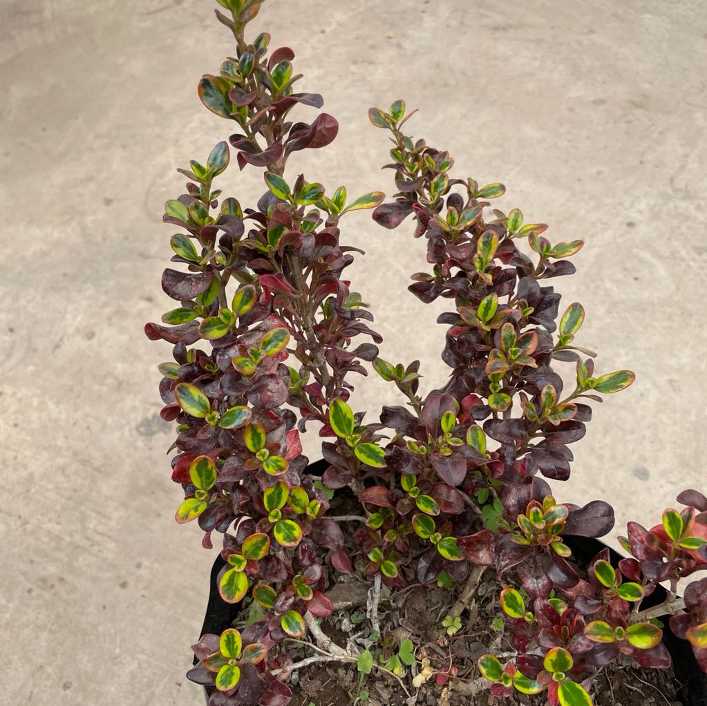 Coprosma mirror