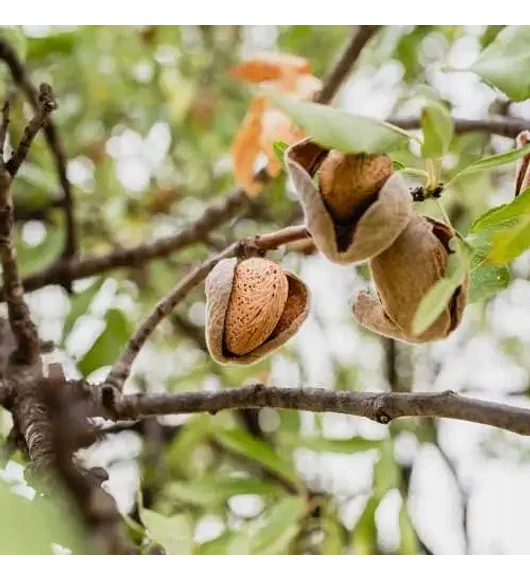 Árboles