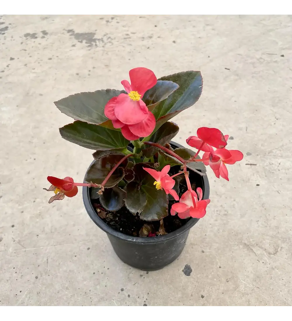 Begonia de cera roja
